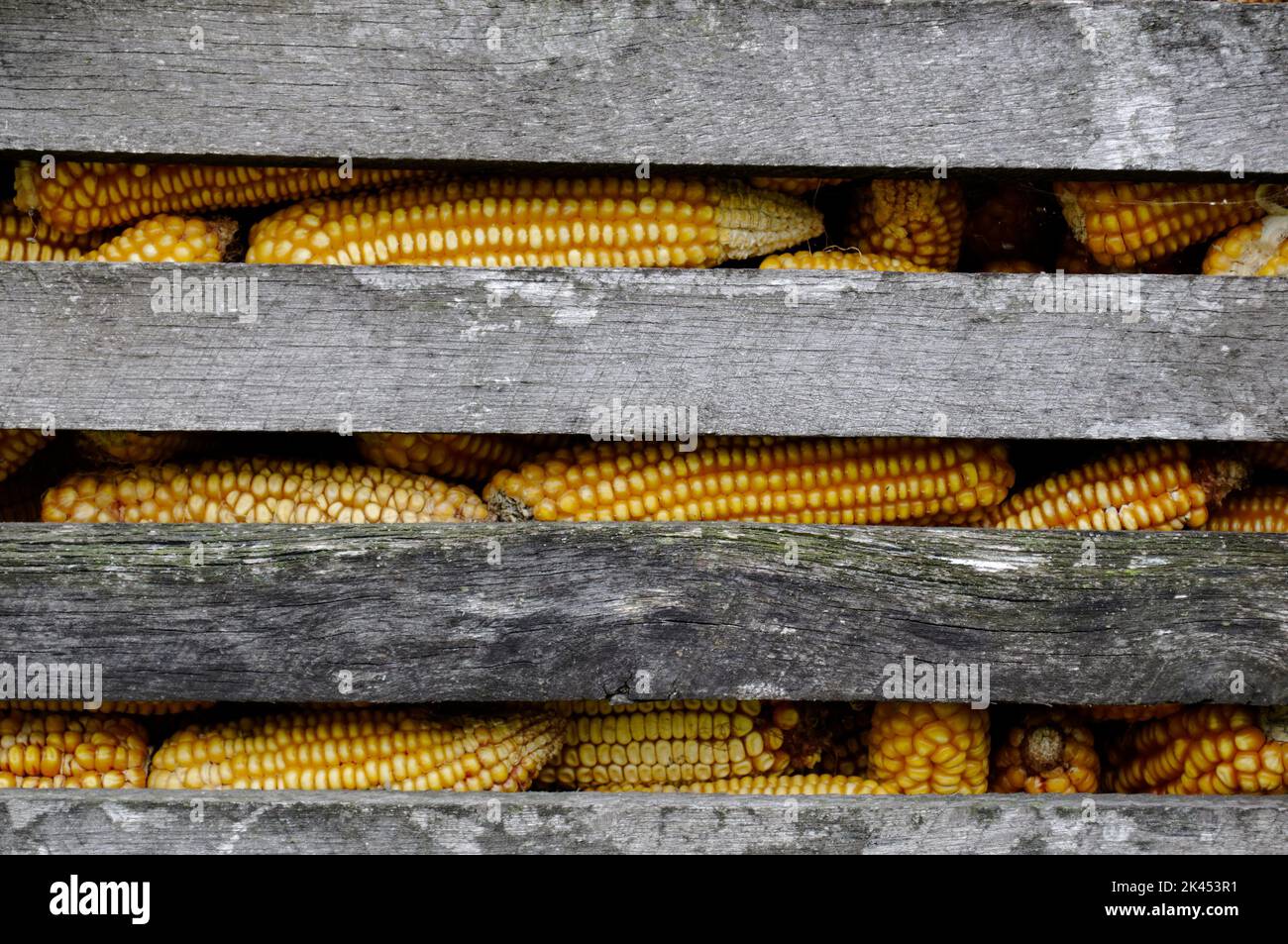 Wood Background and corn - Stock Image Stock Photo - Alamy