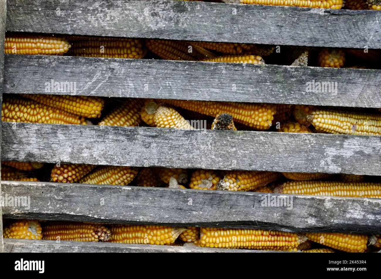 Wood Background and corn - Stock Image Stock Photo - Alamy
