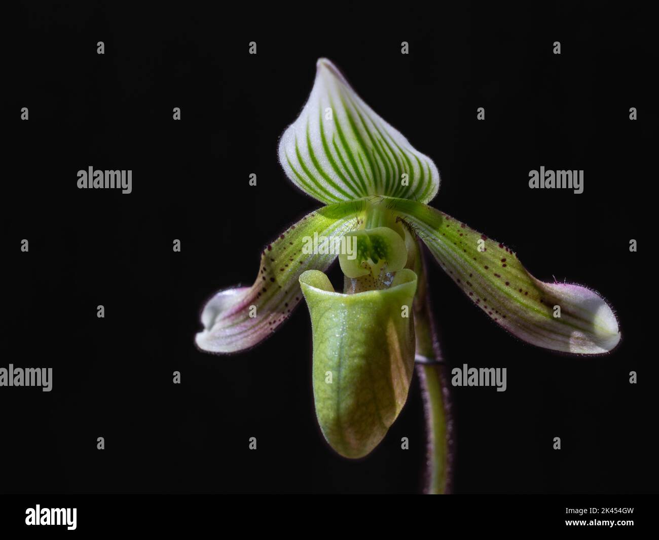 Closeup side view of green, white and purple lady slipper orchid flower ...