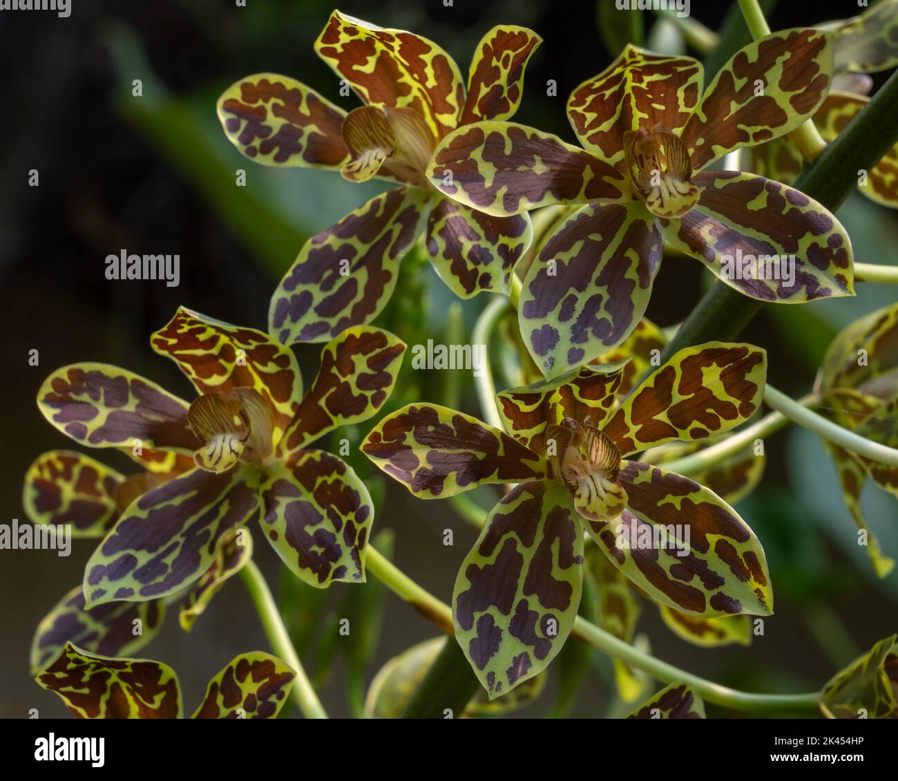 Brown and yellow orchid hi-res stock photography and images - Alamy