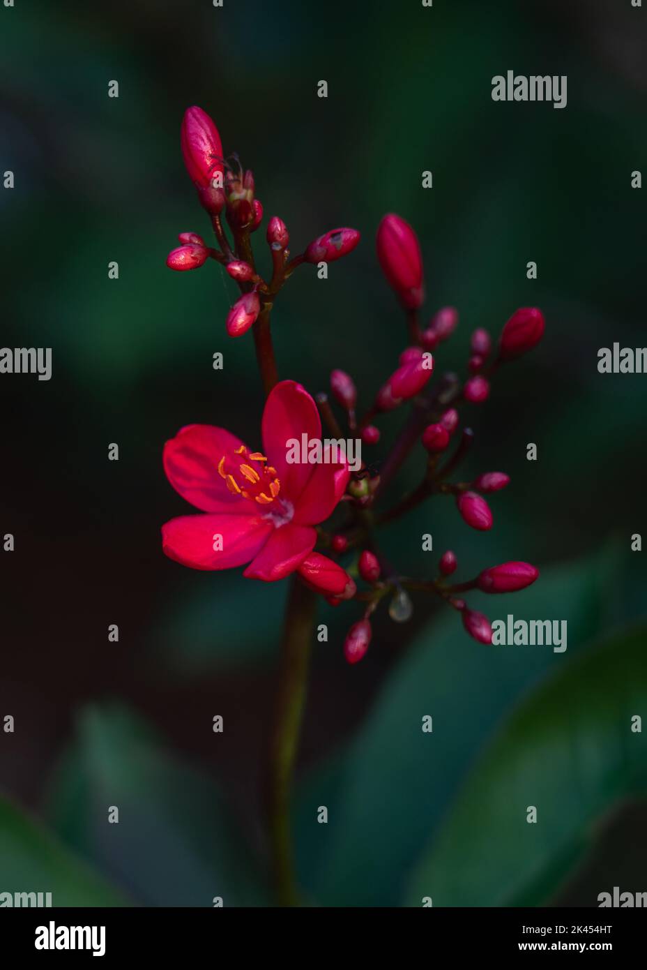 Closeup view of bright red flower and cluster of buds of jatropha ...