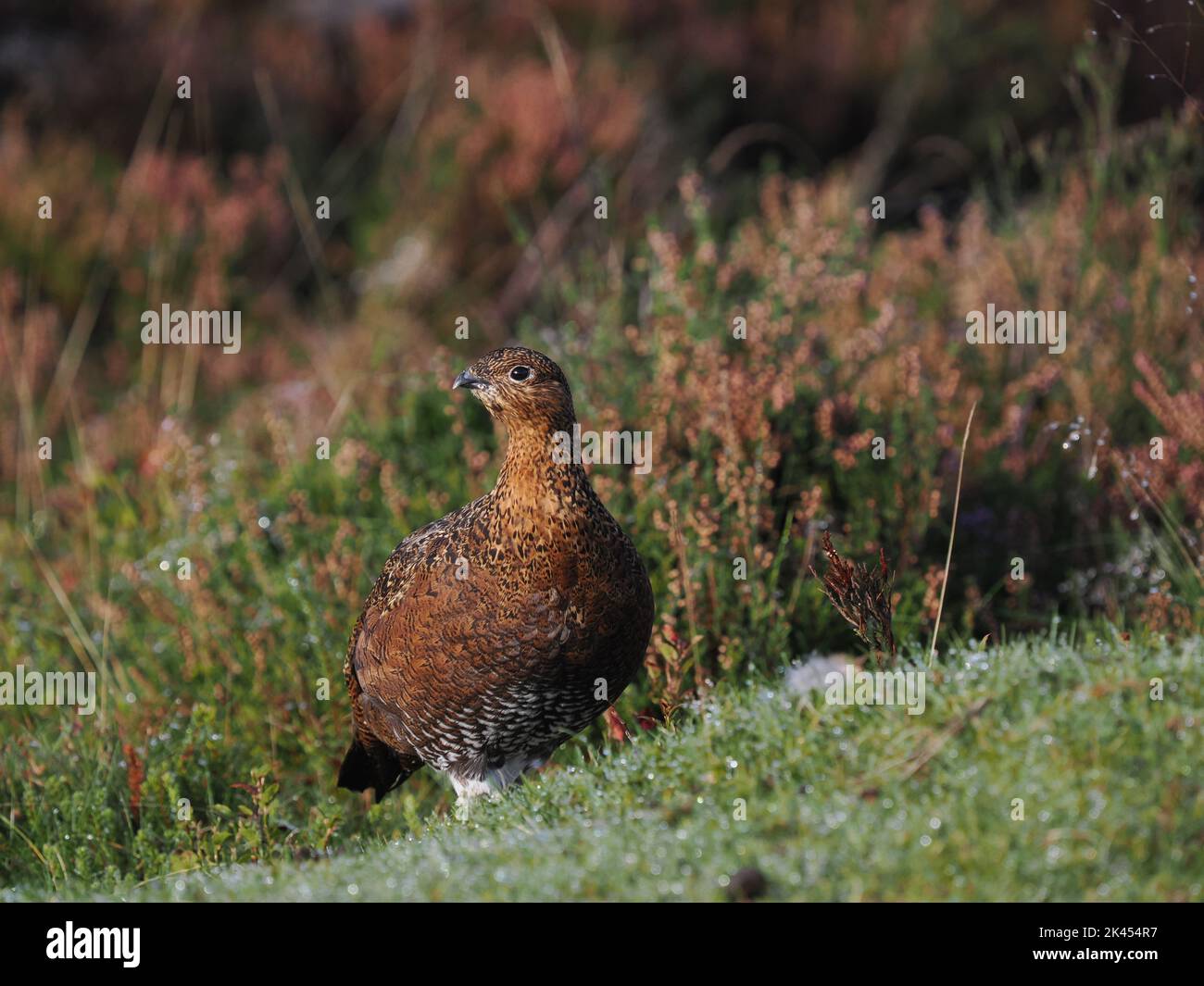 Decreased through increased predation hi-res stock photography and ...