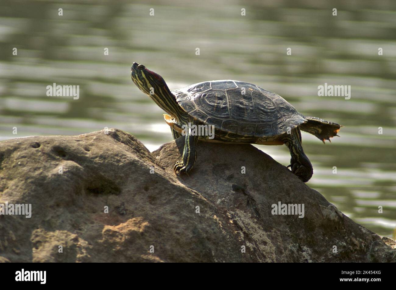 Turtle on pocks - Stock Image Stock Photo - Alamy