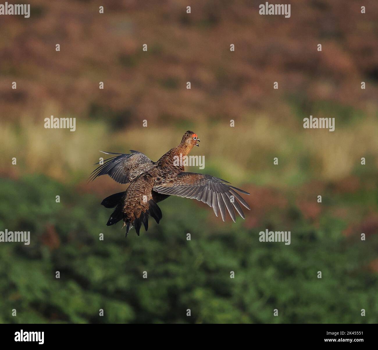 Red grouse on upland moors in North Wales, the male with a red comb ...