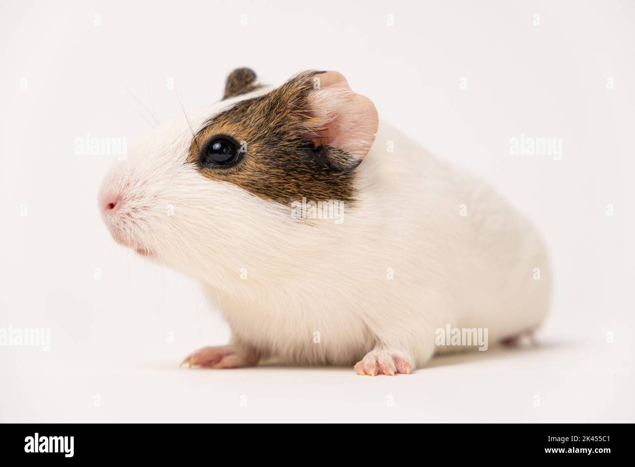 A small guinea pig aged 2 months sits on a white background Stock Photo ...
