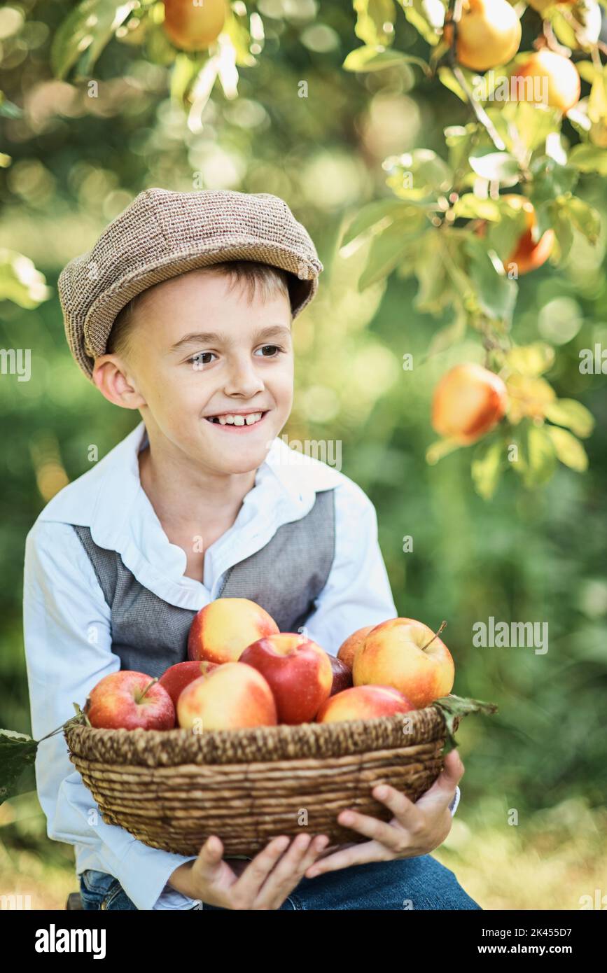 Child picking apples on farm in autumn. Boy playing in tree orchard ...