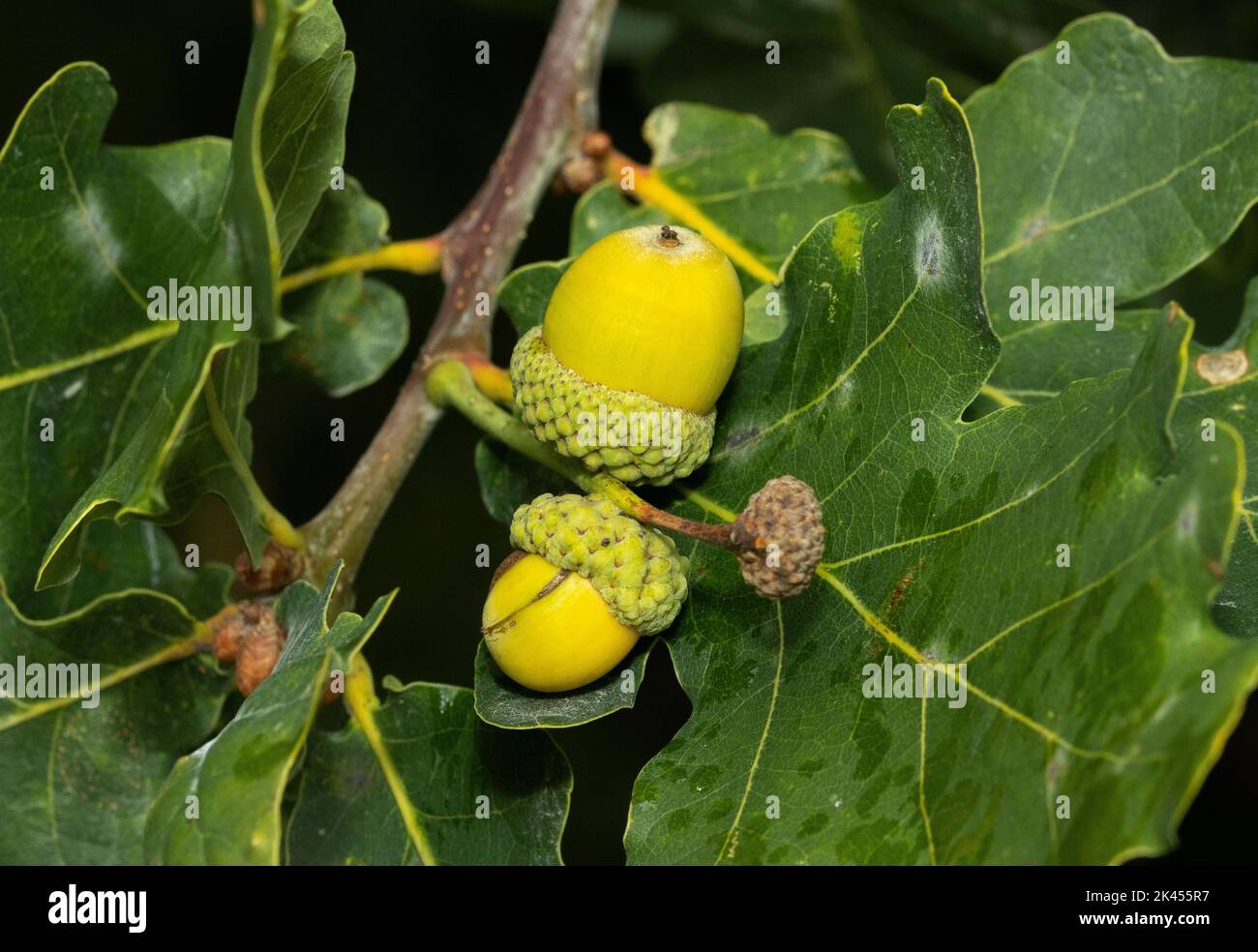 Quercuc petraea hi-res stock photography and images - Alamy