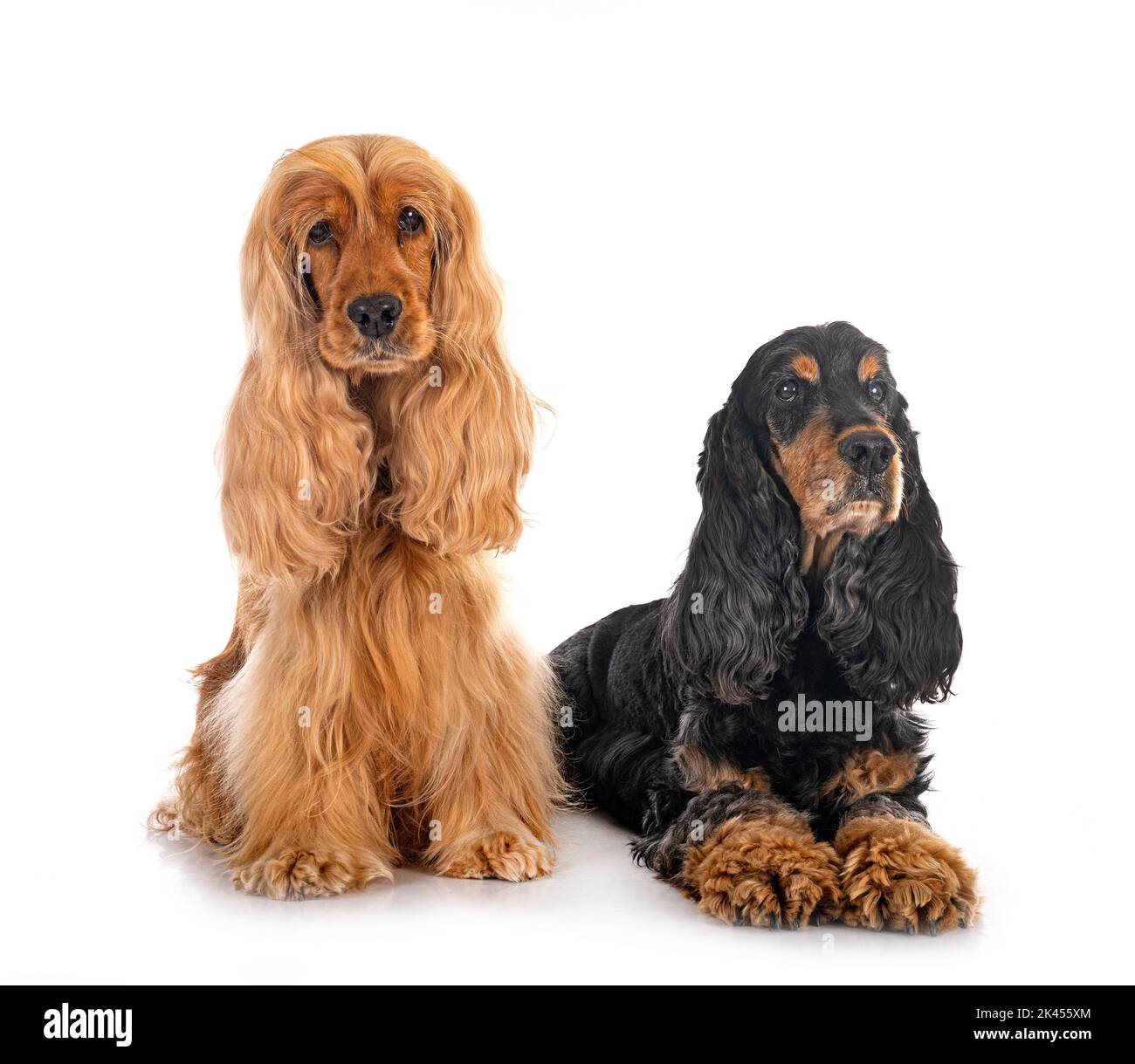 English Cockers Spaniels in front of white background Stock Photo - Alamy