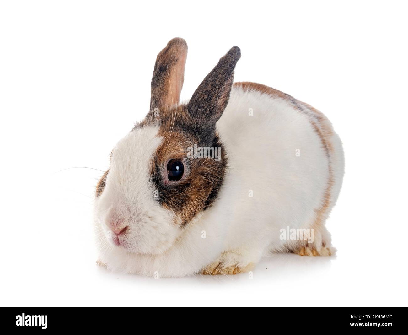 rex rabbit in front of white background Stock Photo - Alamy