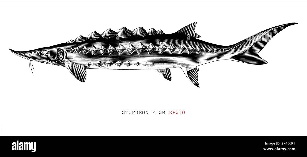 Sturgeon fish hand drawing engraving style clip art Stock Vector Image ...
