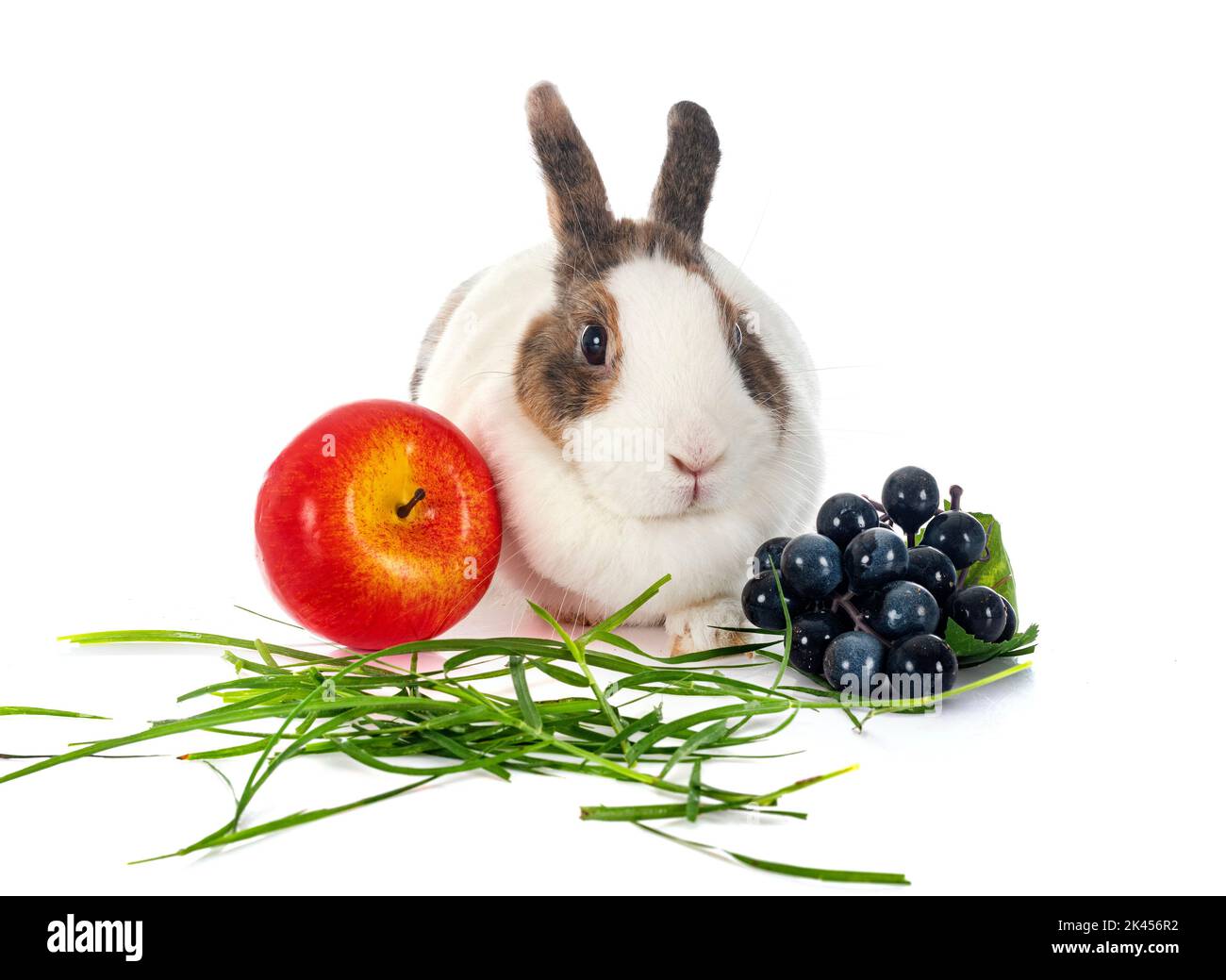 rex rabbit in front of white background Stock Photo - Alamy