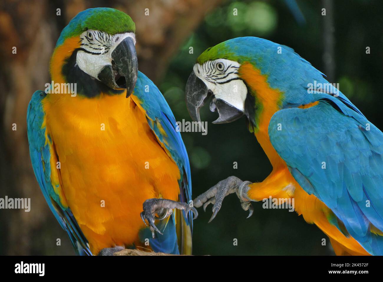 The close-up view of a couple of Macaw parrots playing with their toes ...