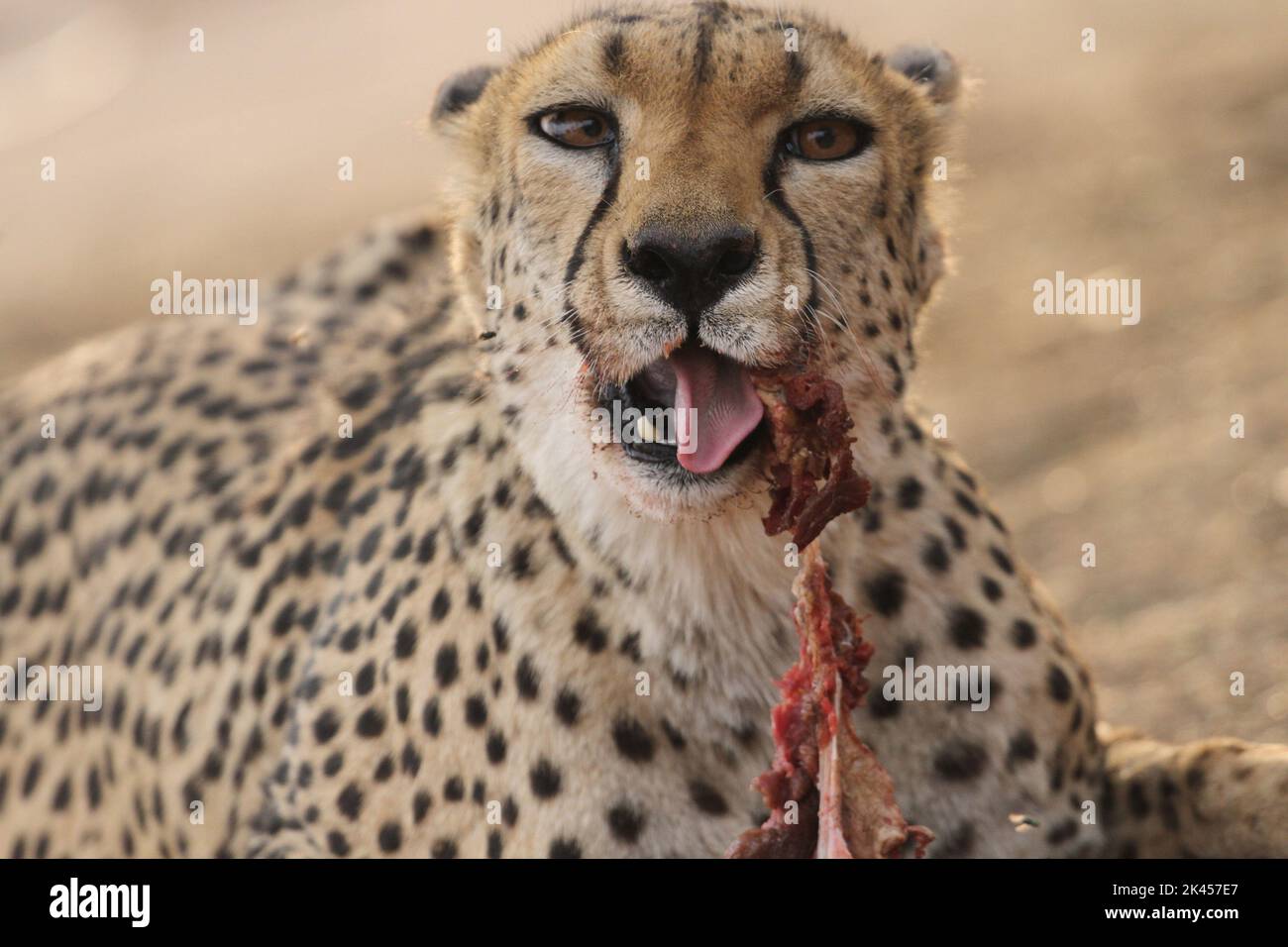 The close-up portrait of an Asiatic cheetah eating the hunt Stock Photo ...