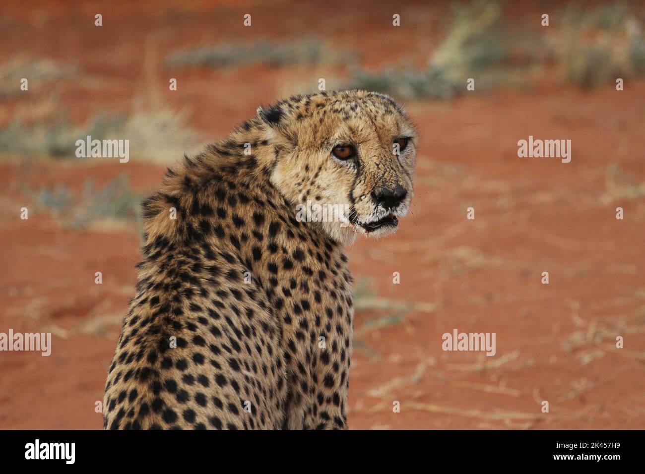 Asiatic Cheetah Map