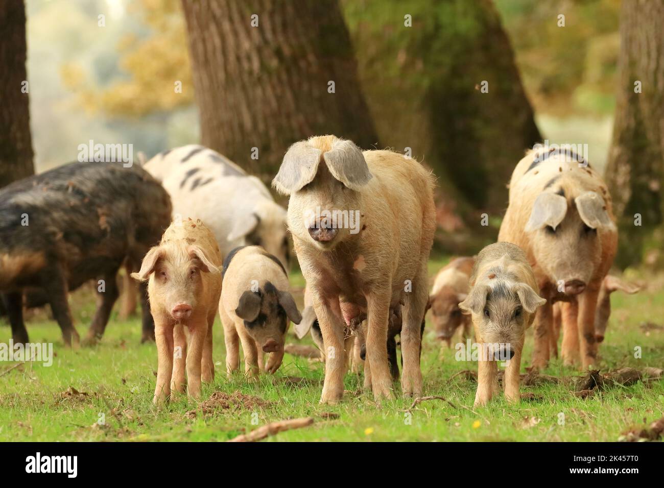 Pigs on farm. Domestic animals. Funny scene Stock Photo - Alamy
