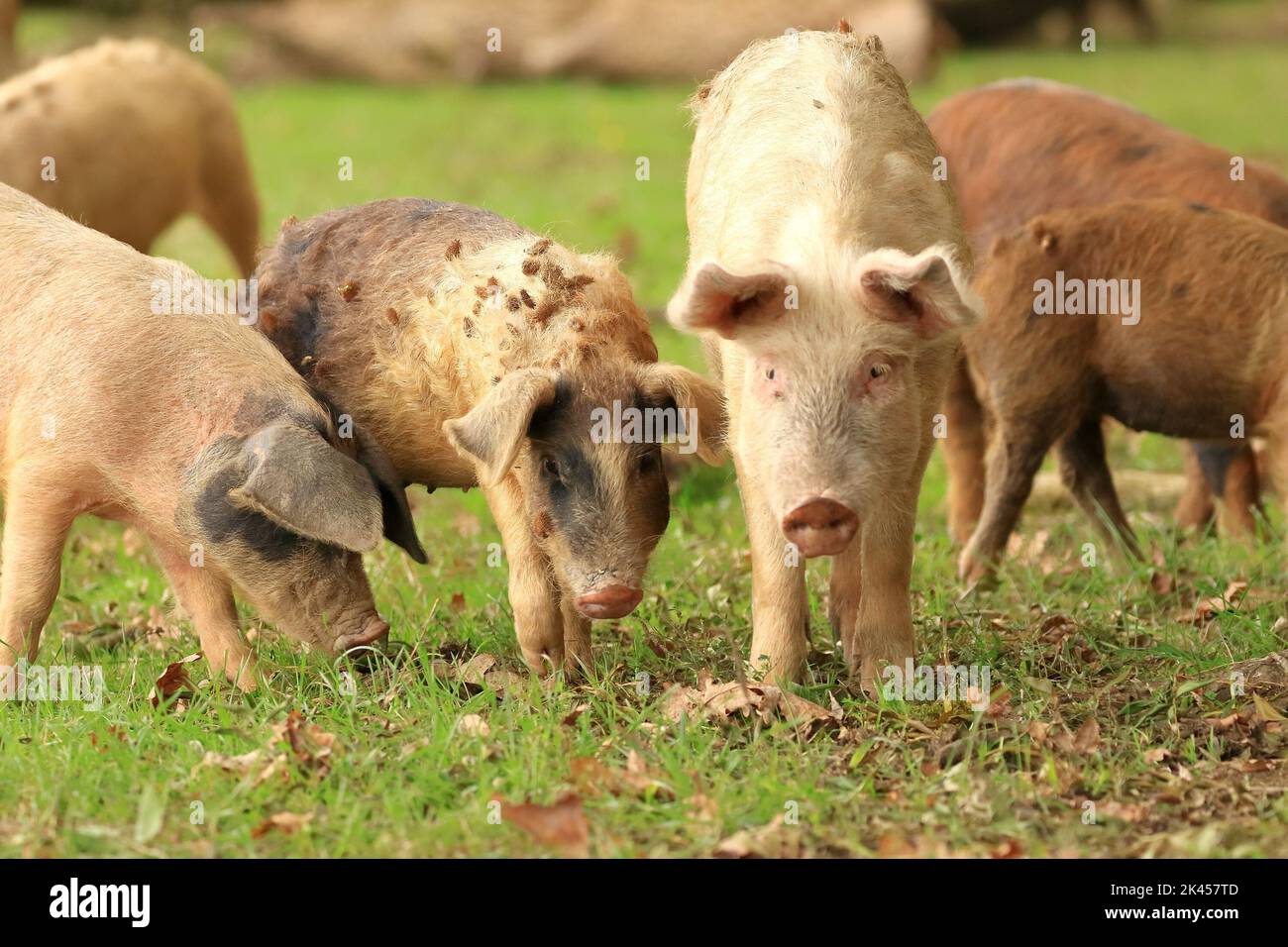 Herd pigs on nature hi-res stock photography and images - Alamy