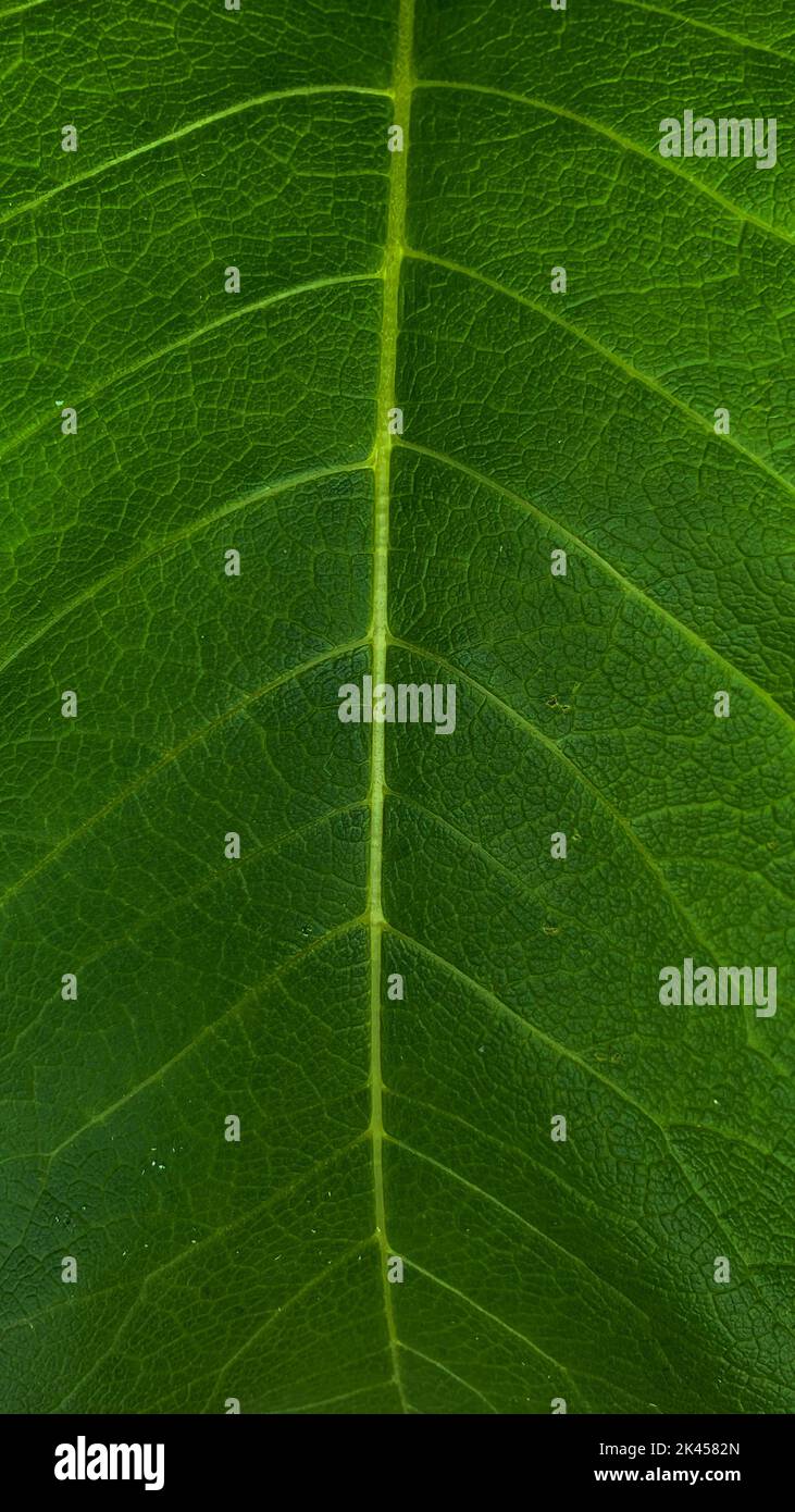 A vertical texture of the green leaf Stock Photo - Alamy