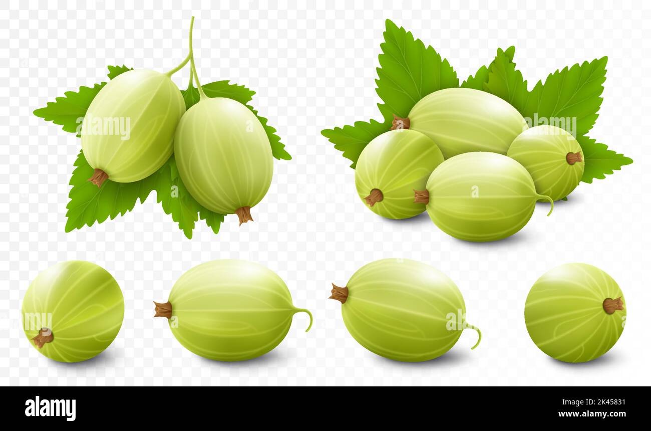 Realistic Detailed 3d Gooseberries with Green Leaves, Isolated on ...