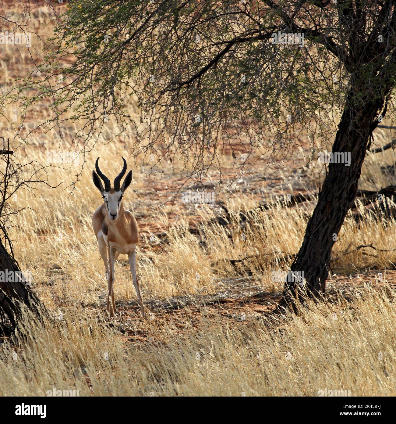 The view of a springbok antelope standing by the tree in a dry field ...