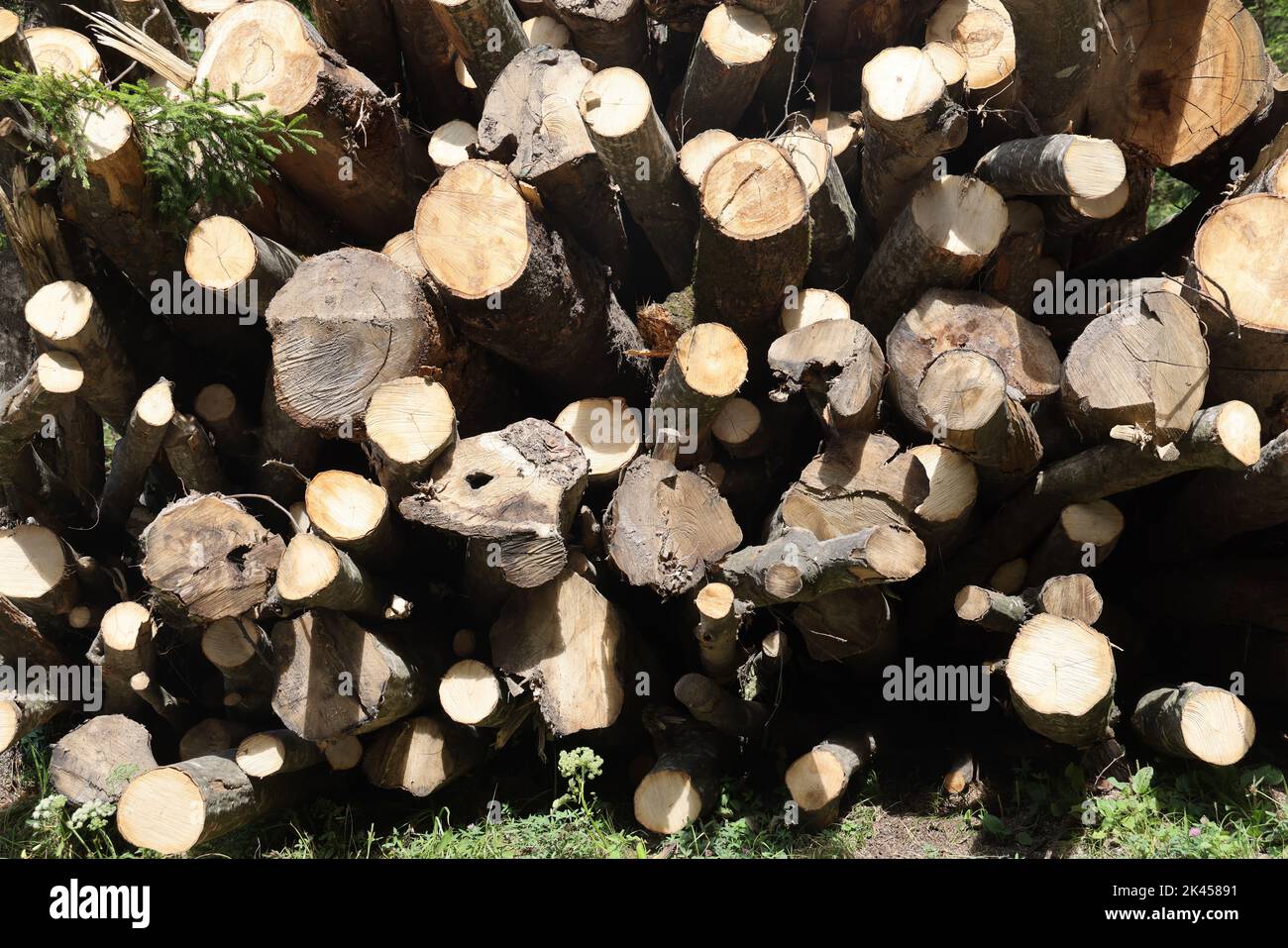 Felled trees logs hi-res stock photography and images - Alamy