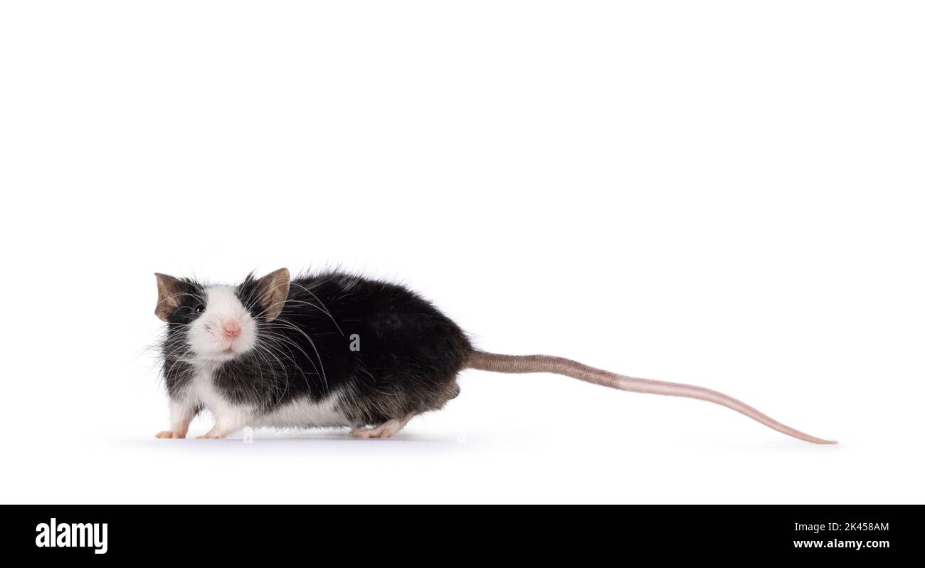 Adorable black with white mouse, standing side ways. Looking towards ...