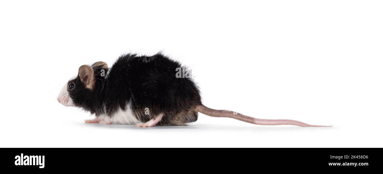 Adorable black with white mouse, standing side ways. Looking straight ...
