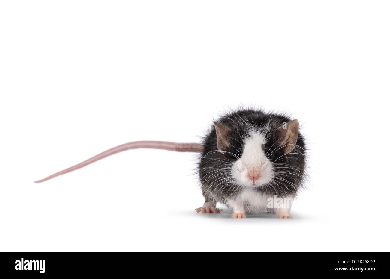 Muridean hi-res stock photography and images - Alamy