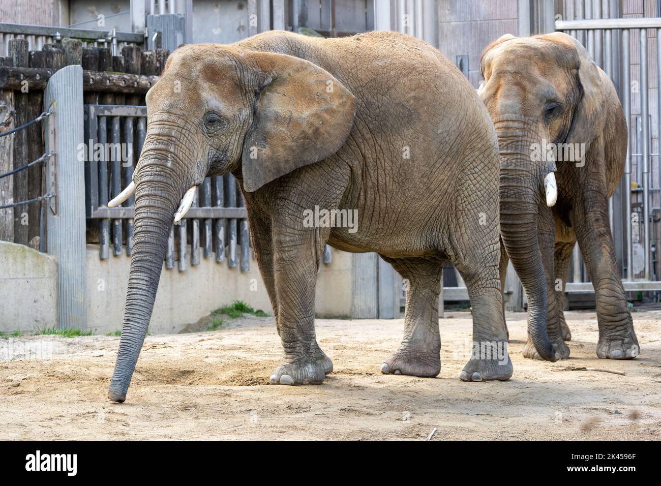 Vienna elephants hi-res stock photography and images - Alamy