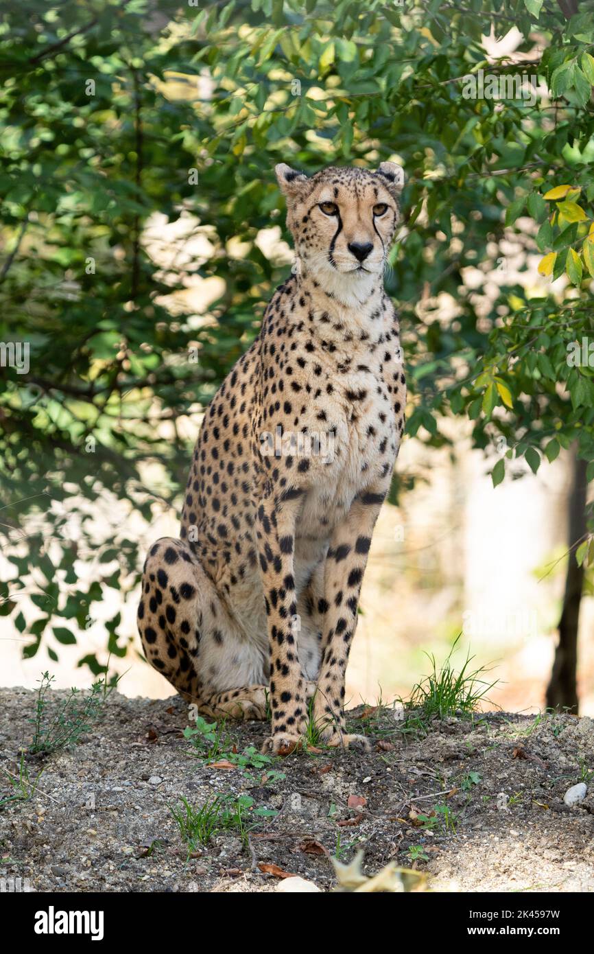 Schönbrunn zoo vienna hi-res stock photography and images - Alamy