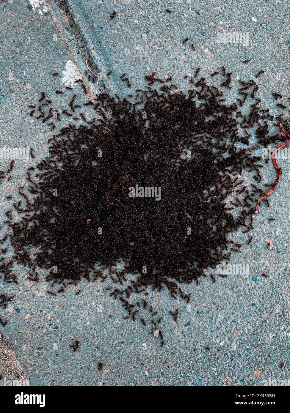 Bugs life colony ants hi-res stock photography and images - Alamy