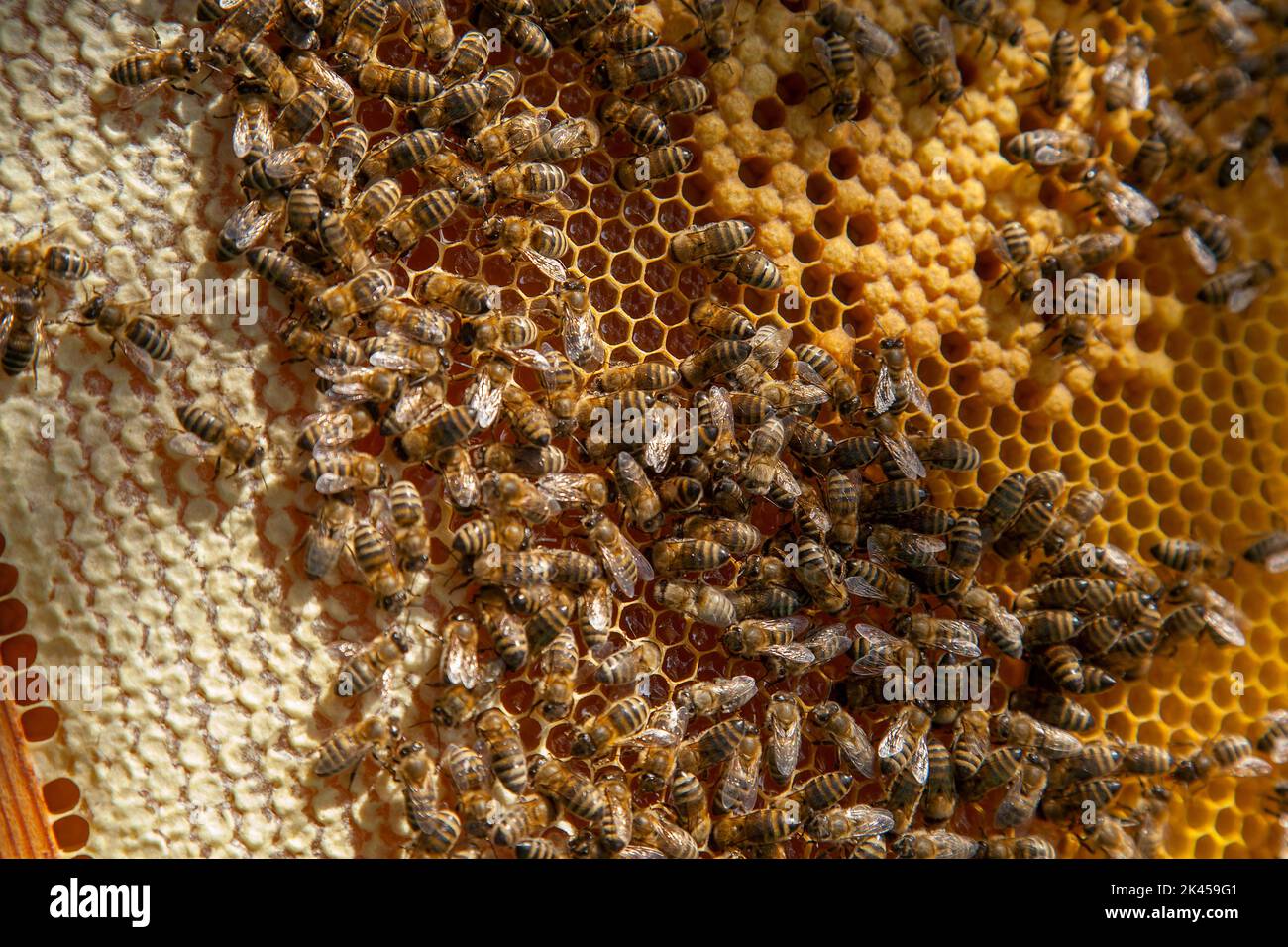 Frames of a beehive. Busy bees inside the hive with open and sealed cells for their young. Birth ...