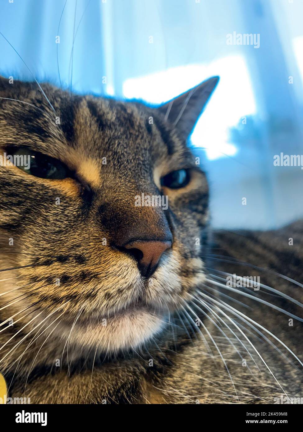 A vertical shot of a funny tabby cat face Stock Photo - Alamy