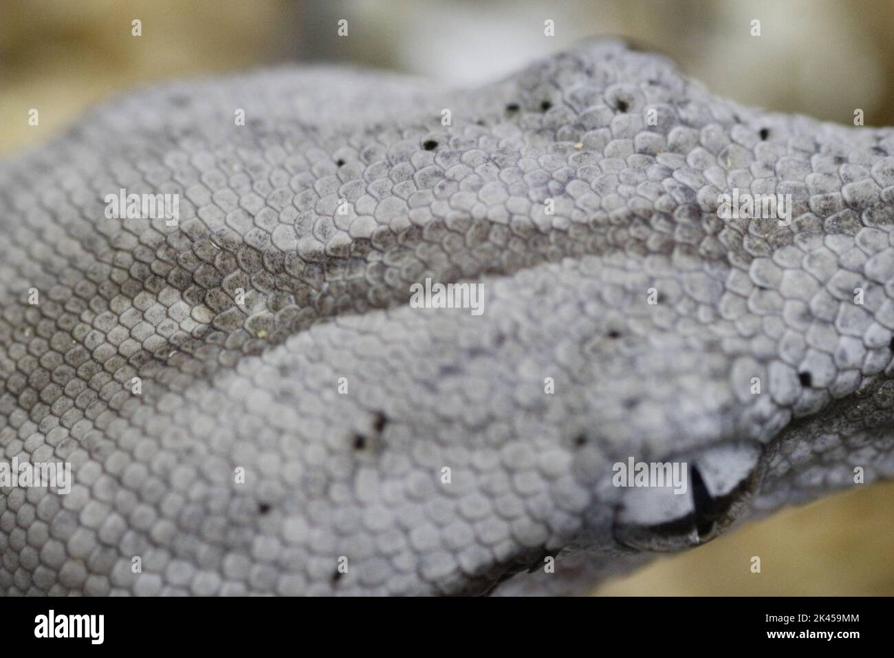 Grey snake hi-res stock photography and images - Alamy