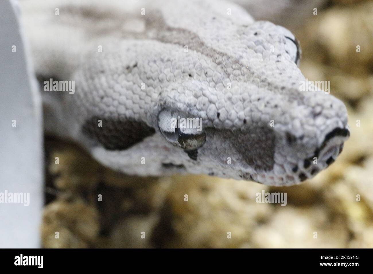 Grey snake hi-res stock photography and images - Alamy