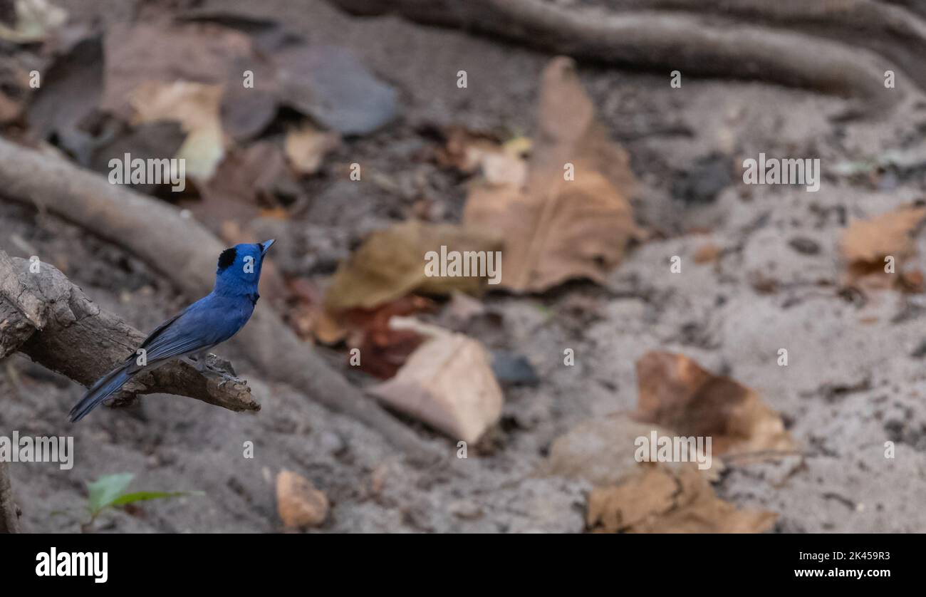 Pale blue bird hi-res stock photography and images - Alamy