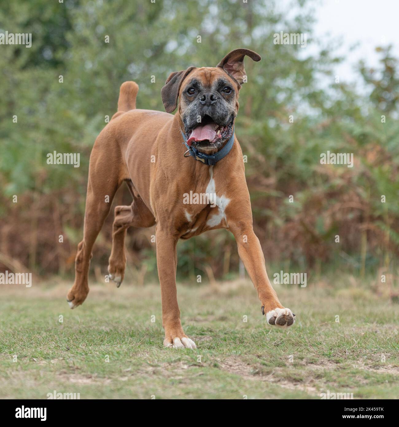 boxer dog running towards camera Stock Photo - Alamy