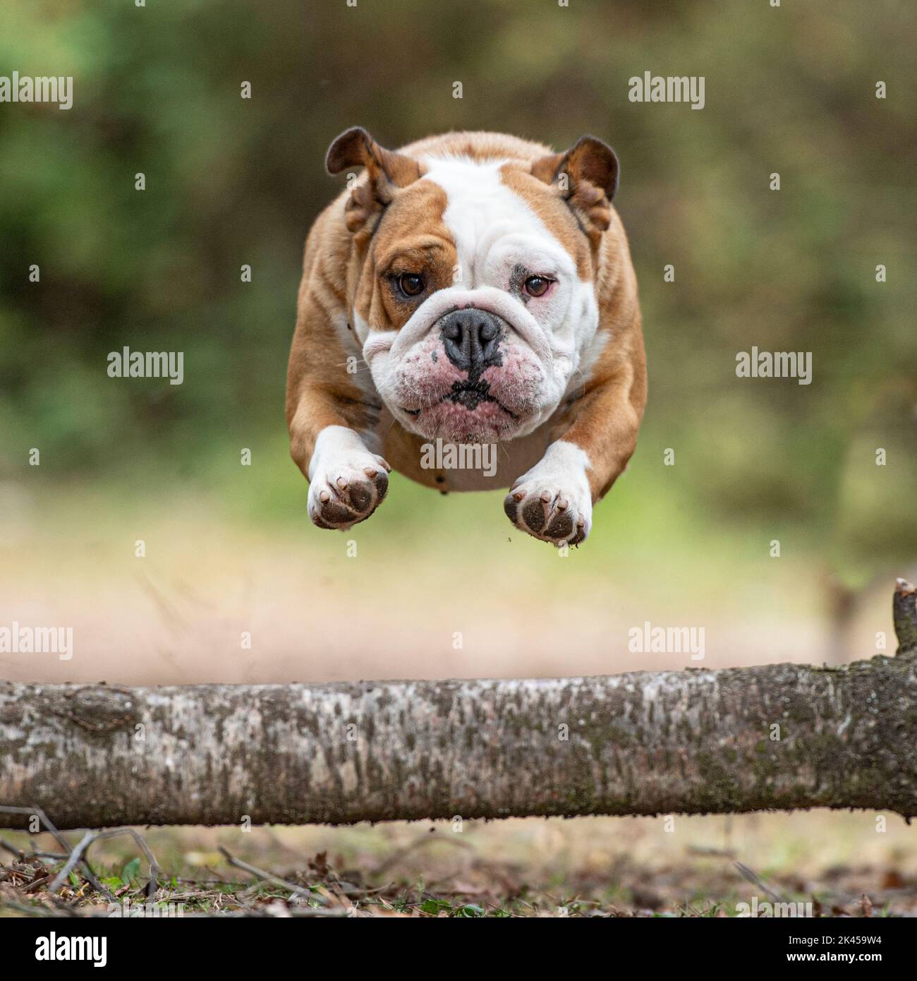 bulldog jumping a log Stock Photo - Alamy
