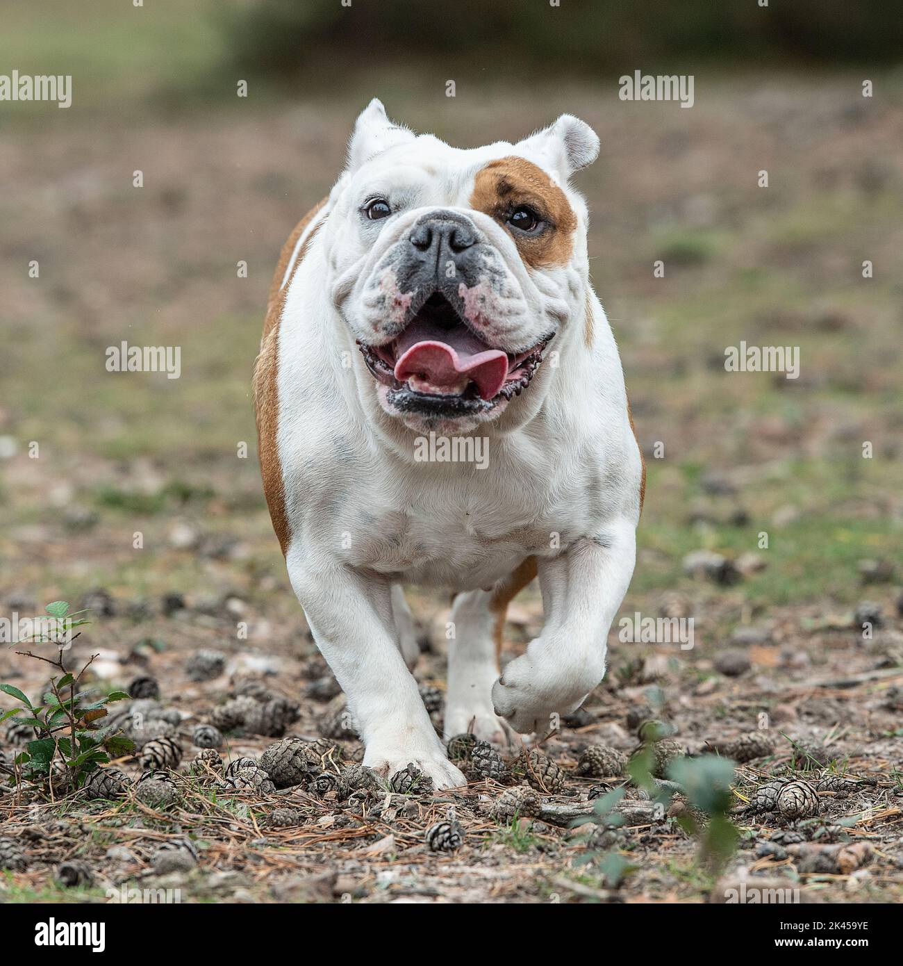 bulldog running towards camera Stock Photo - Alamy