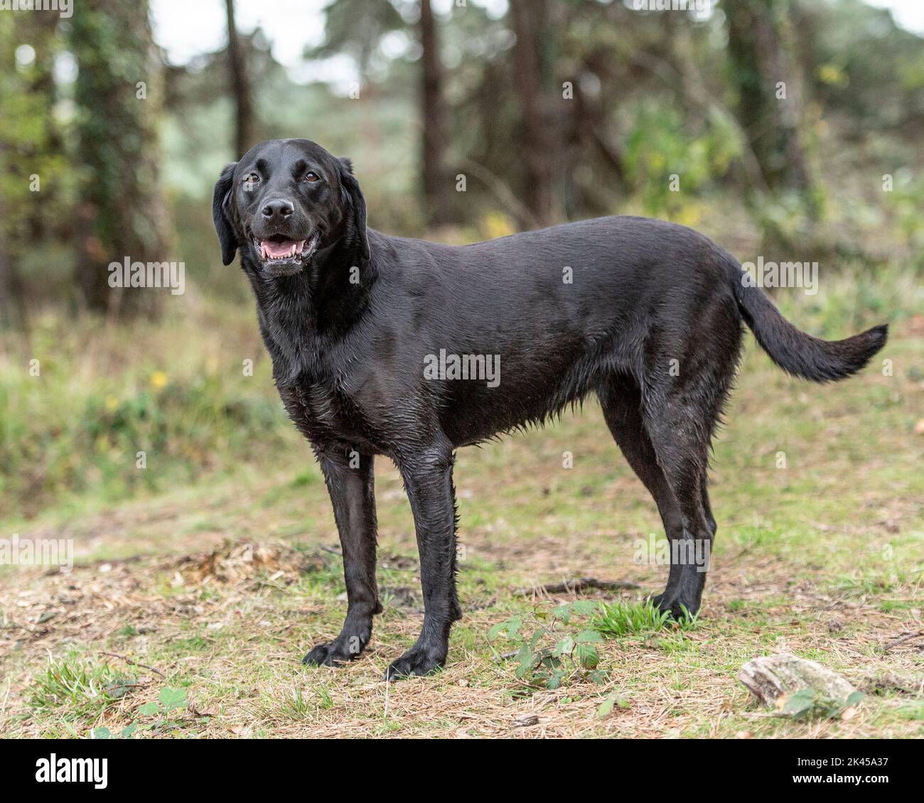black labrador dog looking at camera Stock Photo - Alamy