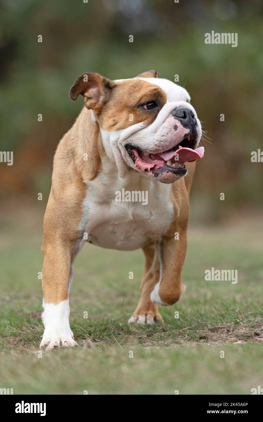 bulldog running towards camera Stock Photo - Alamy