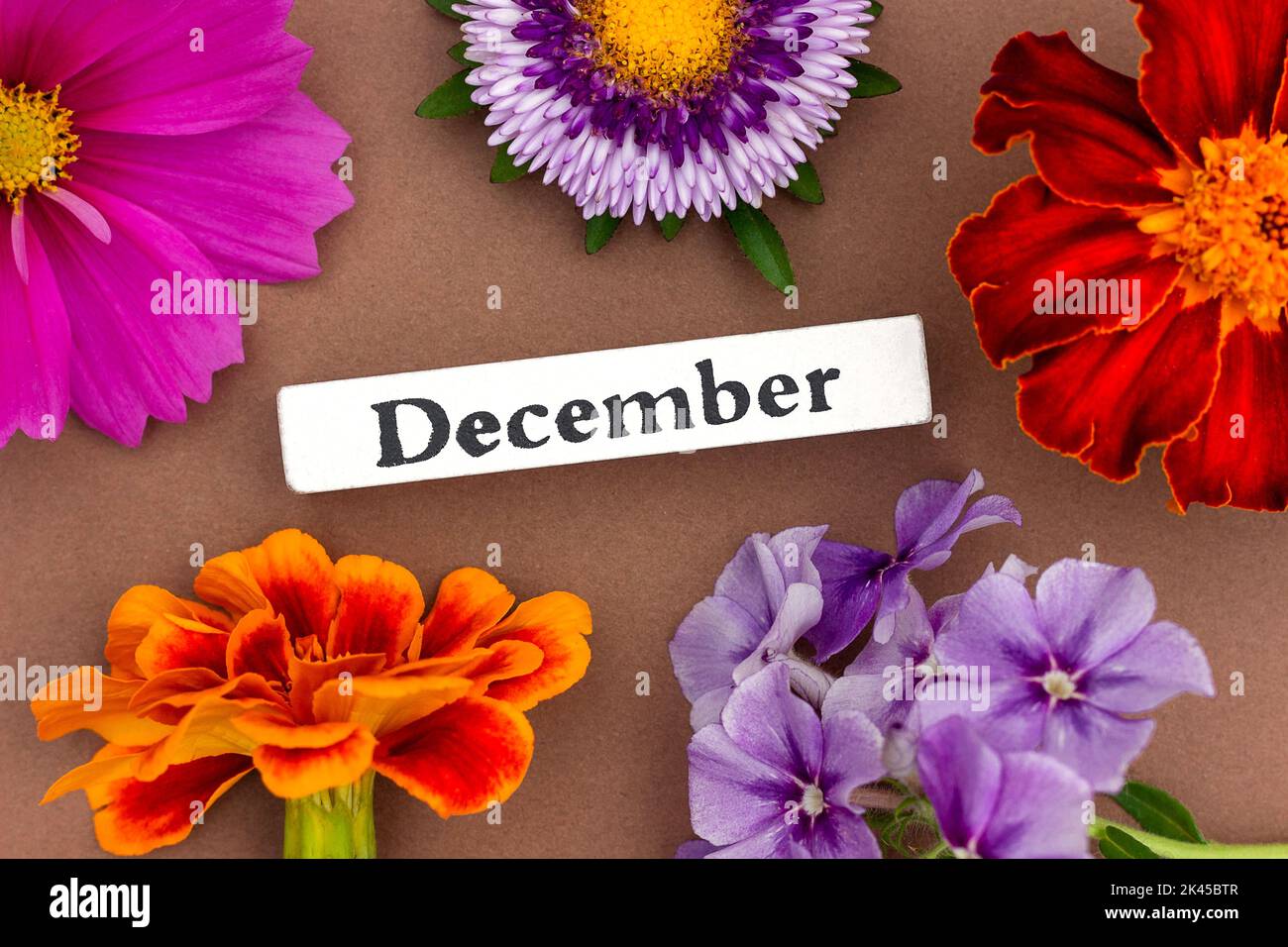 Calendar winter month December and bright flowers on brown background ...