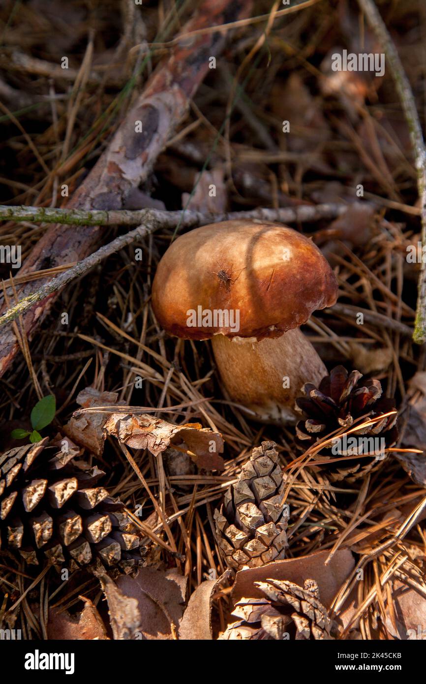Single Boletus mushroom in the wild. Porcini mushroom (cep, porcino or ...