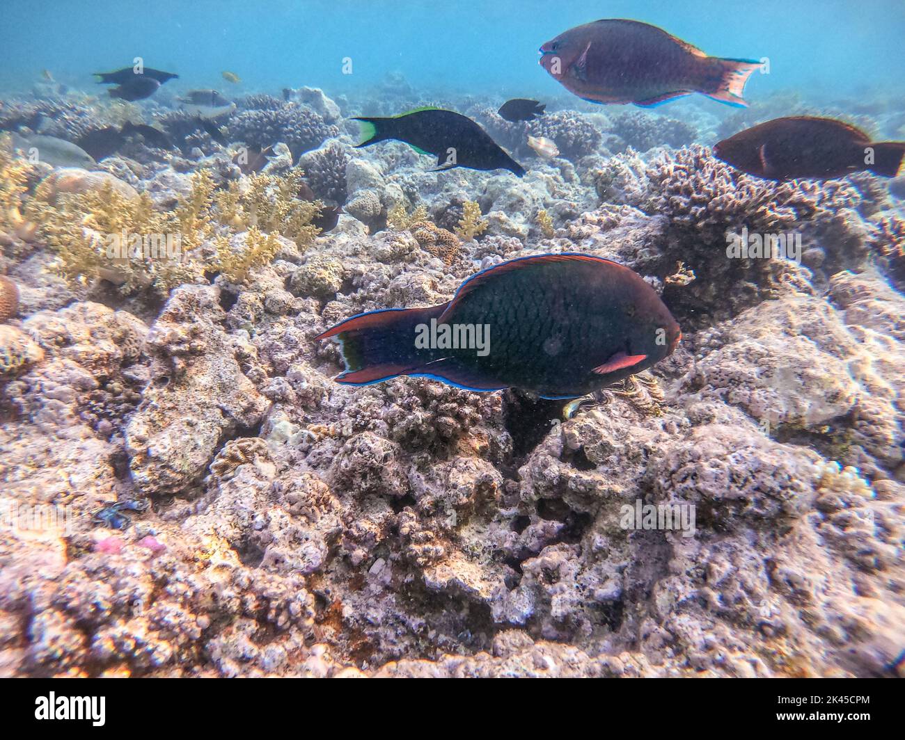 Longnose parrotfish hipposcarus harid hi-res stock photography and ...