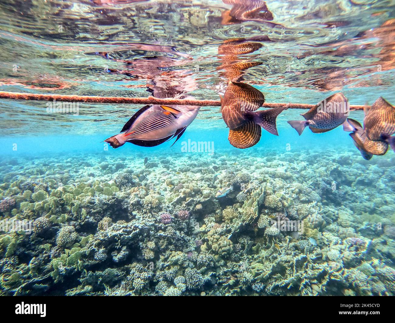 Colorful tropical fish Sohal Surgeon fish (Acanthurus Sohal) tang ...