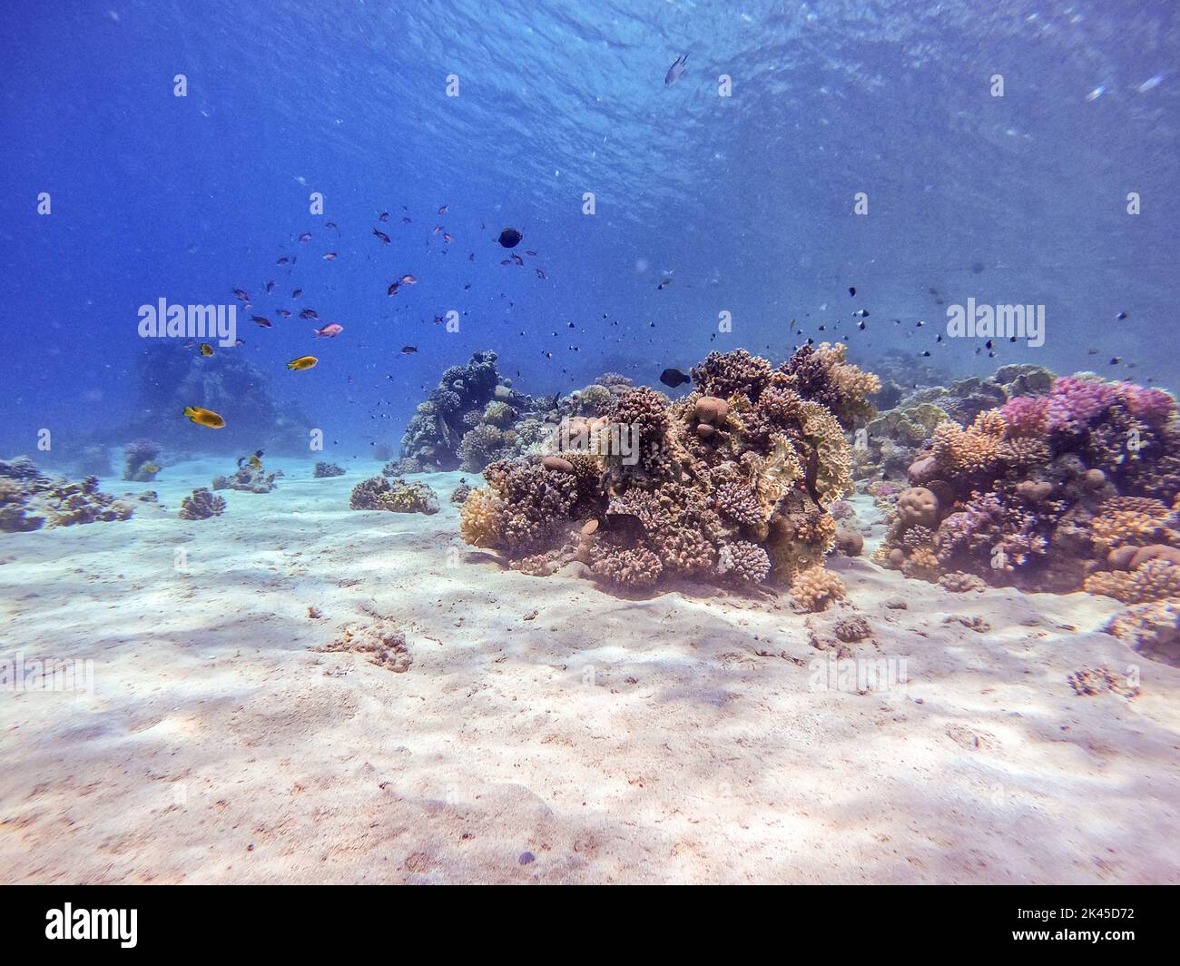Underwater panoramic view of coral reef with shoal of Lyretail anthias ...