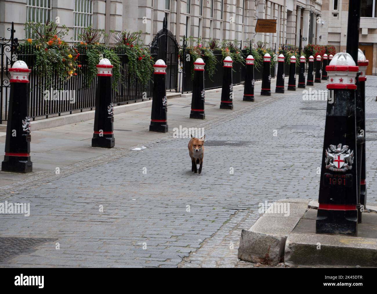 Urban red fox (latin name of Vulpes vulpes) walking in cobbled street ...