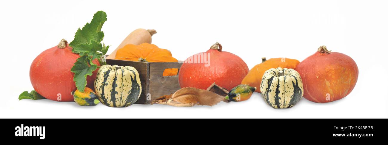 group of gourd arranged in panoramic view on white background Stock ...