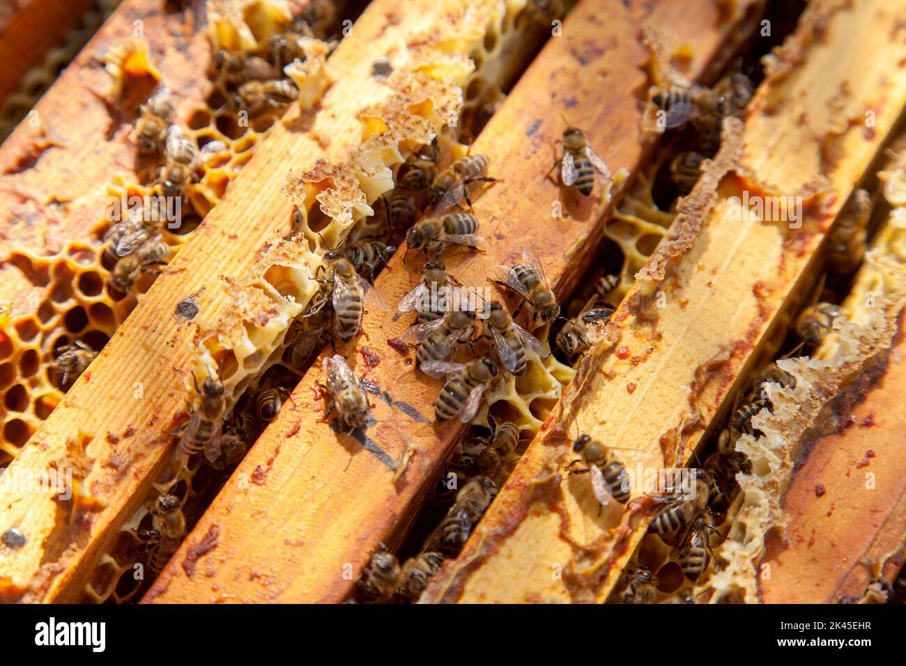 Frames of a beehive. Close up view of the opened hive body showing the ...