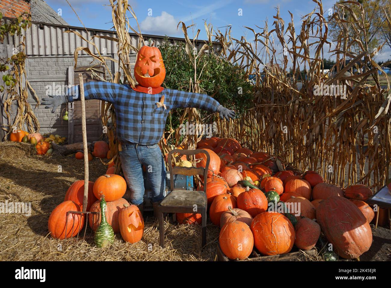 Scarecrow in the field on halloween Stock Photo - Alamy