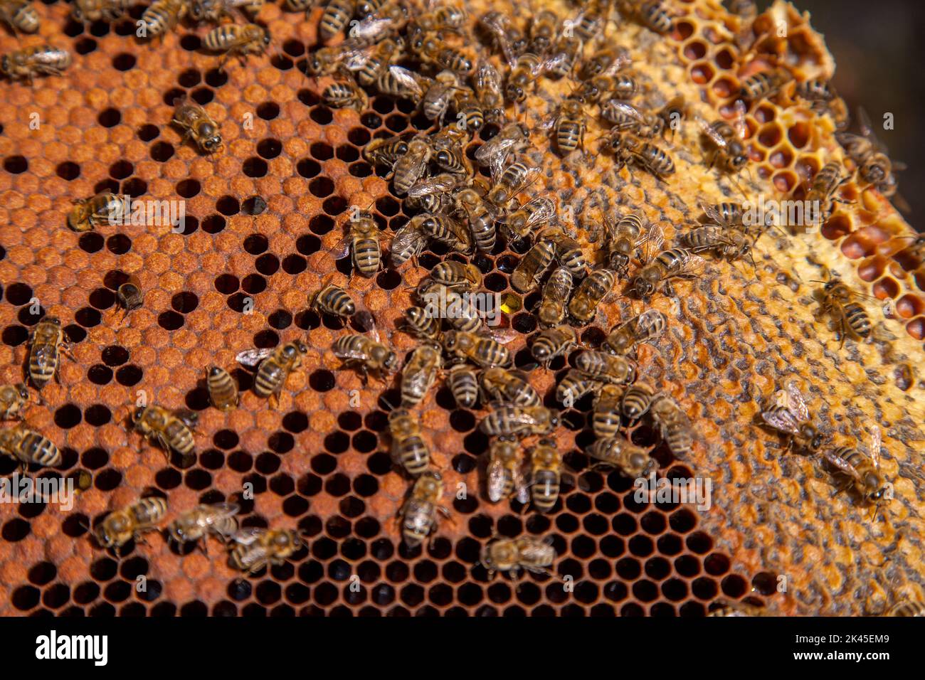 Frames of a beehive. Busy bees inside the hive with open and sealed ...